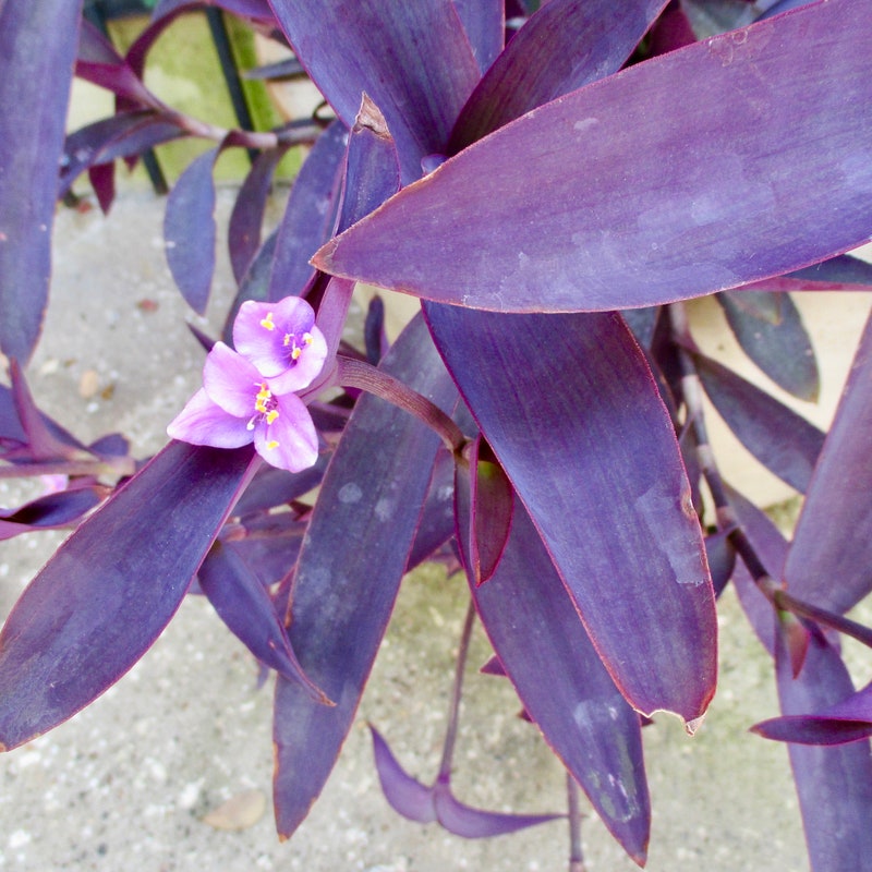 Purple Plant - Etsy