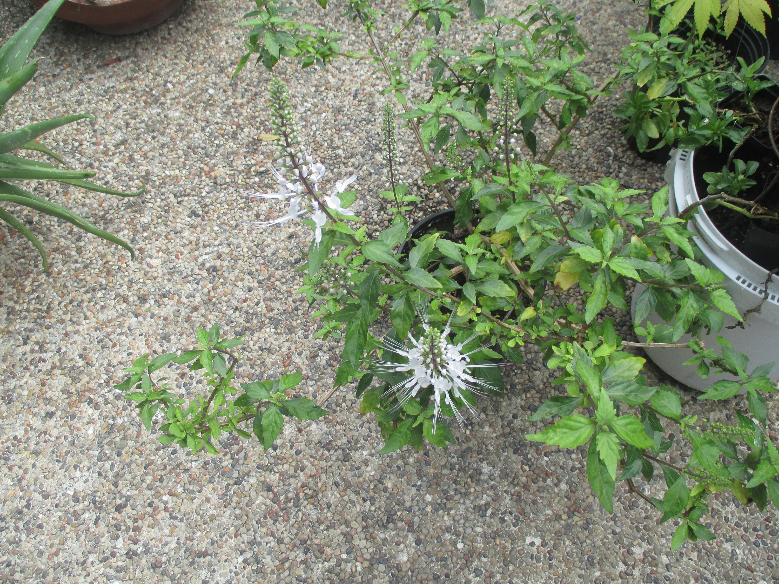 Cat Whiskers Live Plant orthosiphon Aristatus Java Tea, Kidney Tea ...