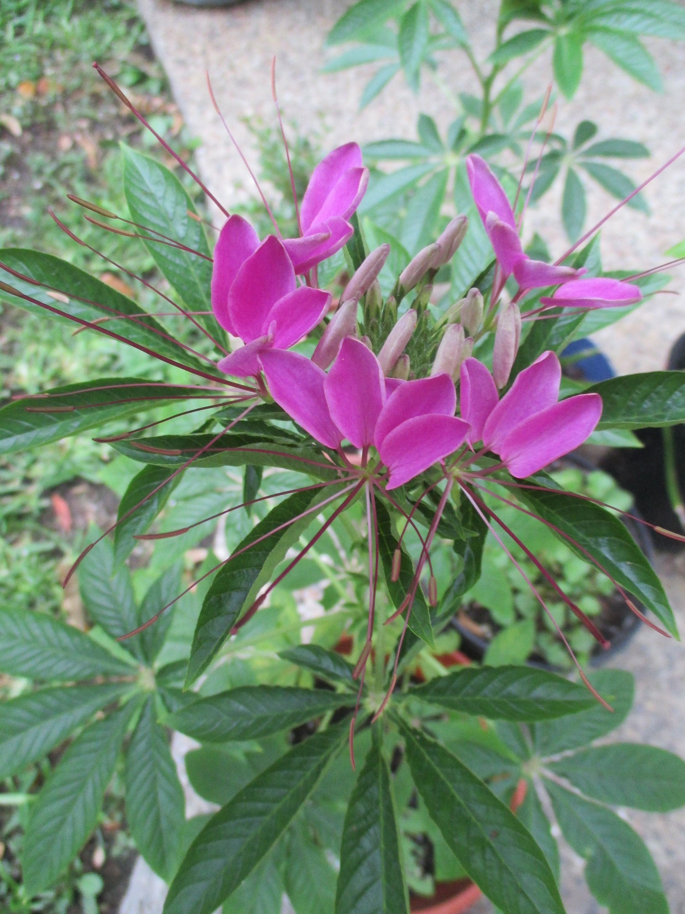 Spider Flower Plant cleomehassleriana/cleome Spinosa Spiny Spiderflower ...