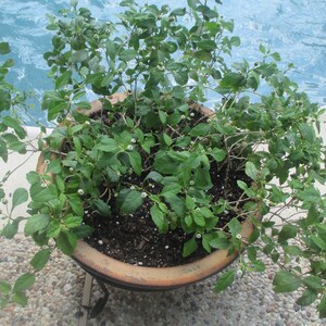 Aztec Sweet Herb Live Plant, Mayan Mint, Edible Yerba Dulce - Etsy
