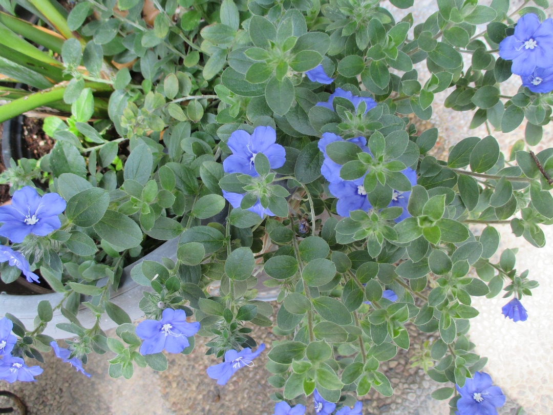 Blue Daze Live Rooted Plant evolvulus Glomeratus Dwarf Morning Glory - Etsy