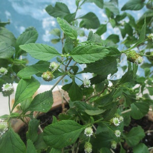 Aztec Sweet Herb Live Plant, Mayan Mint, Edible Yerba Dulce - Etsy