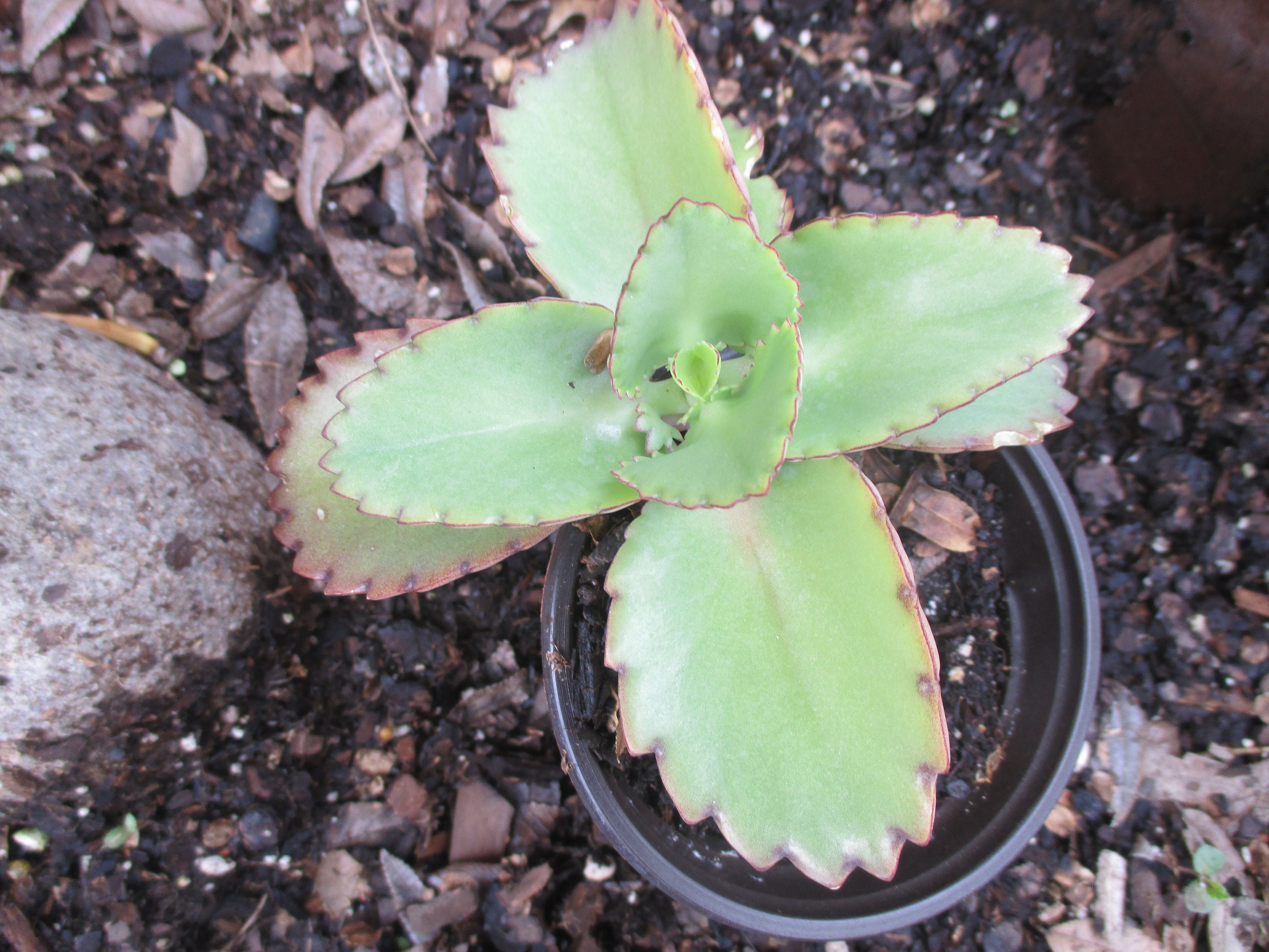 Mother of Thousands Succulent Plant kalanchoe Laetivirens, bryophyllum ...