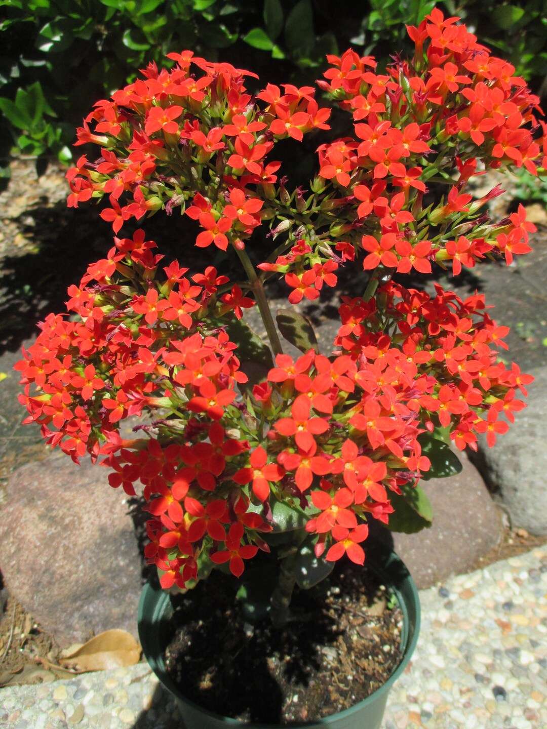 Tropical Red Kalanchoe Blossfeldiana Live Succulent - Etsy