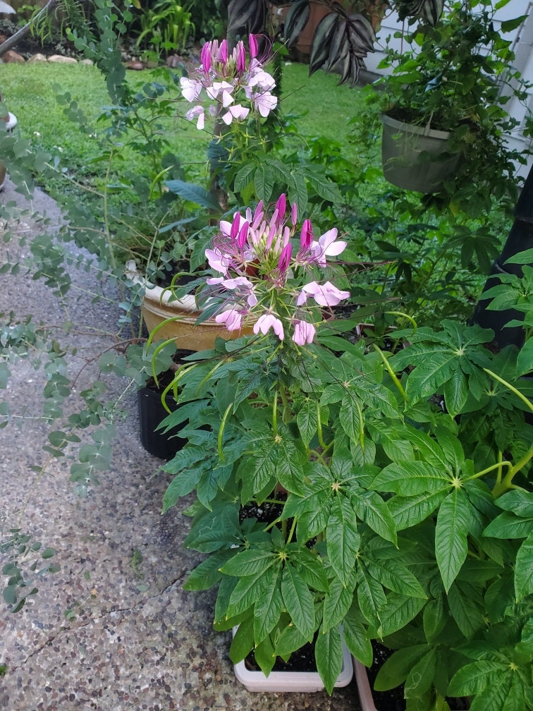 Dwarf Spider Flower Plant cleomehassleriana/cleome Spinosa Spiny ...