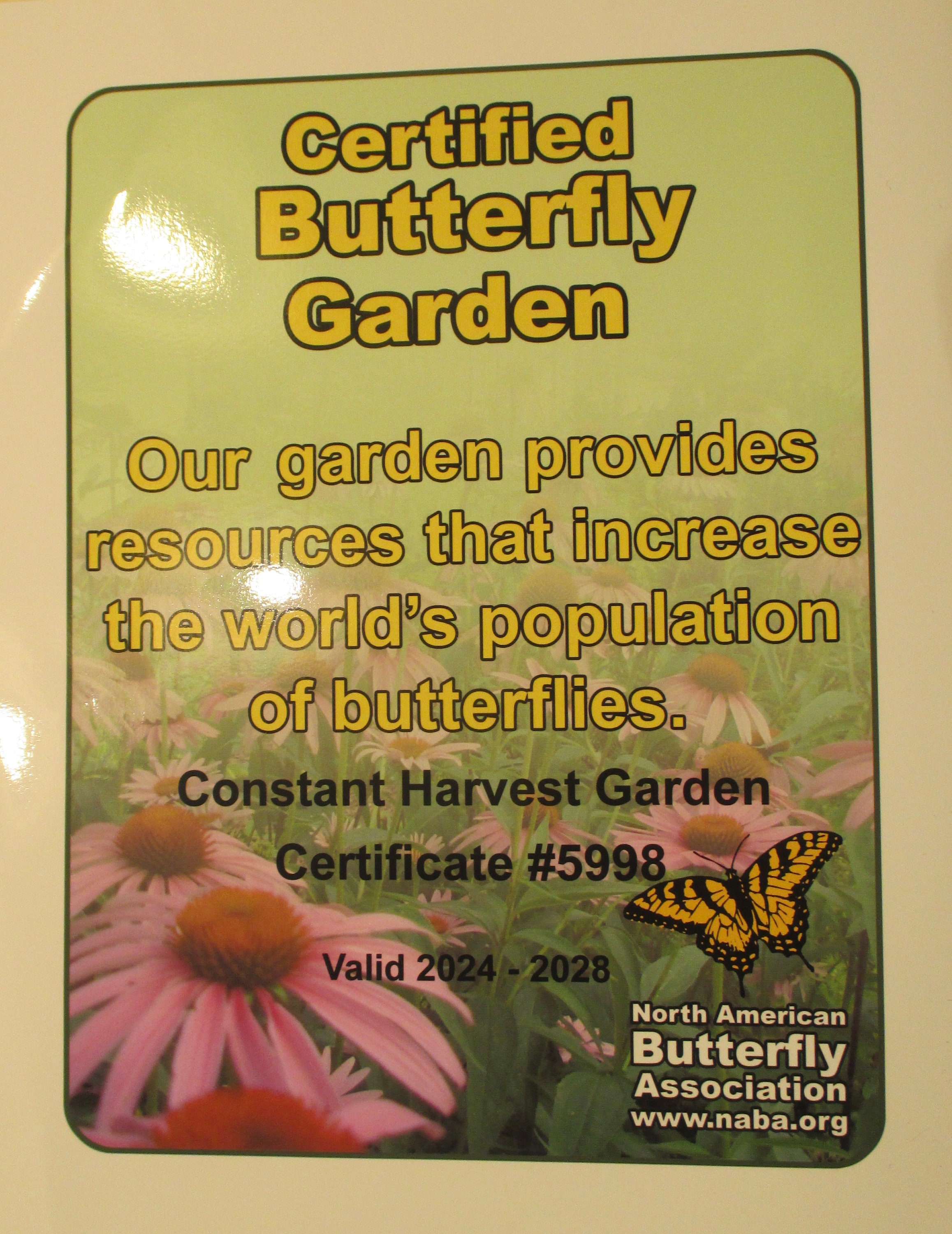 Monarch Rosemallow Aka October Rose hibiscus Radiatus Live Plant ...