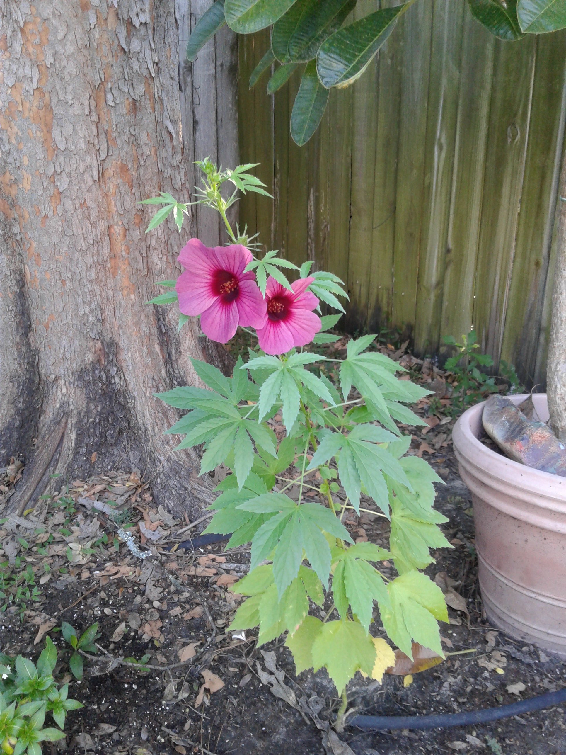 Monarch Rosemallow Aka October Rose hibiscus Radiatus Live Plant ...