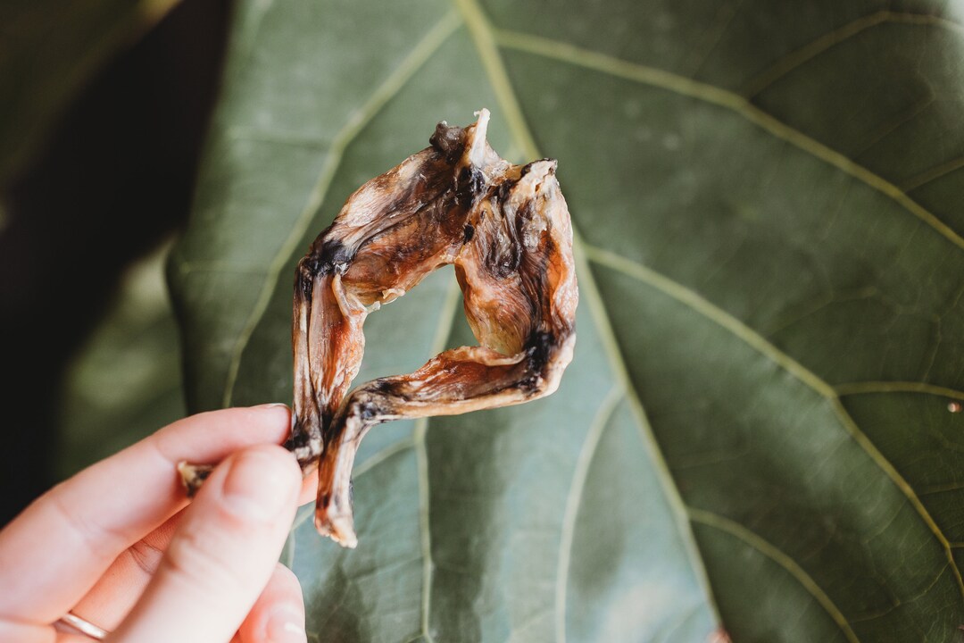 Dehydrated Frog Legs - Etsy