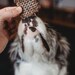 Dehydrated Roo Crisps (kangaroo) - Etsy