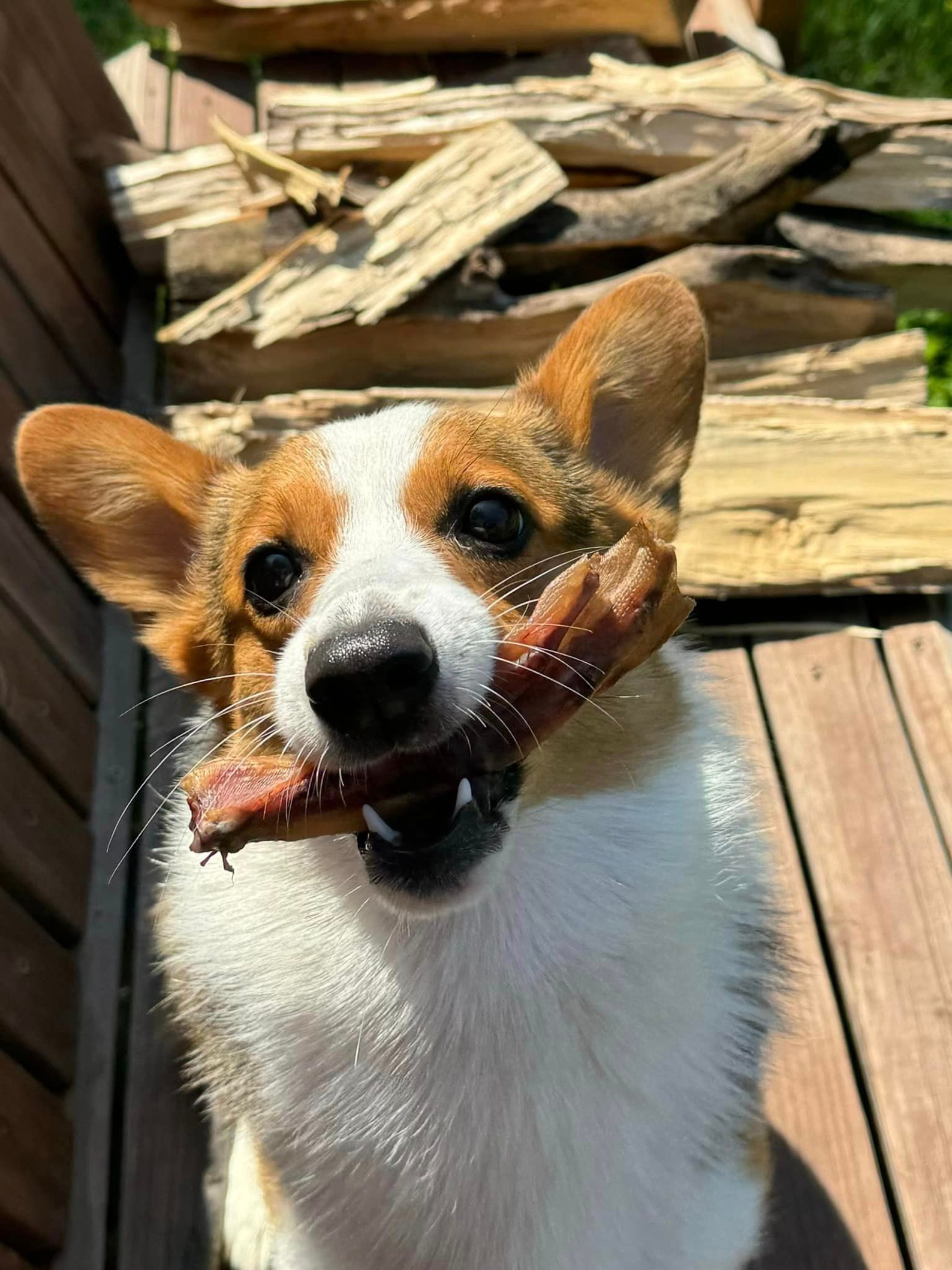 Dehydrated Duck Feet, Natural Dog Chews, Dehydrated Dog Treats - Etsy