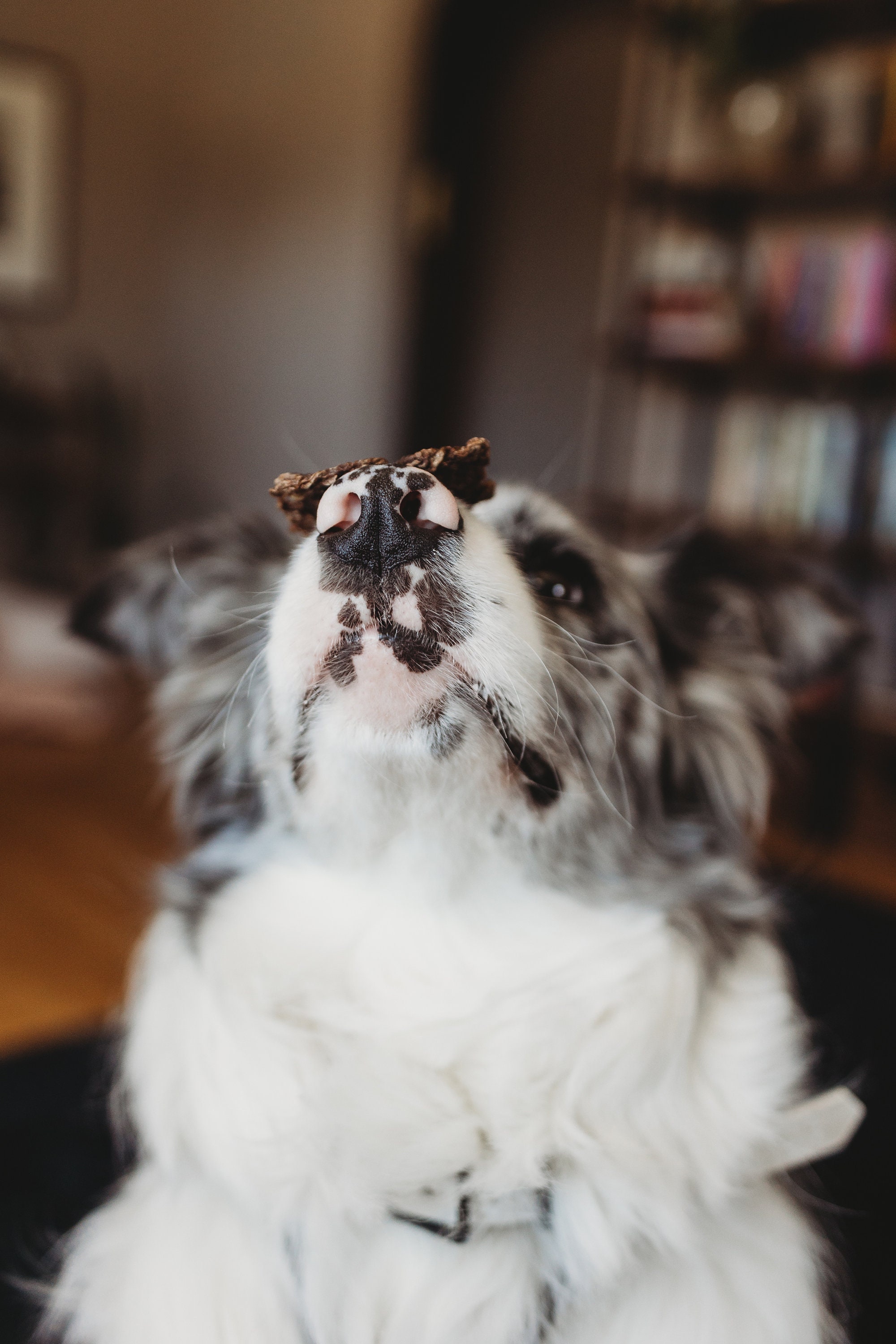 Dehydrated Roo Crisps kangaroo - Etsy