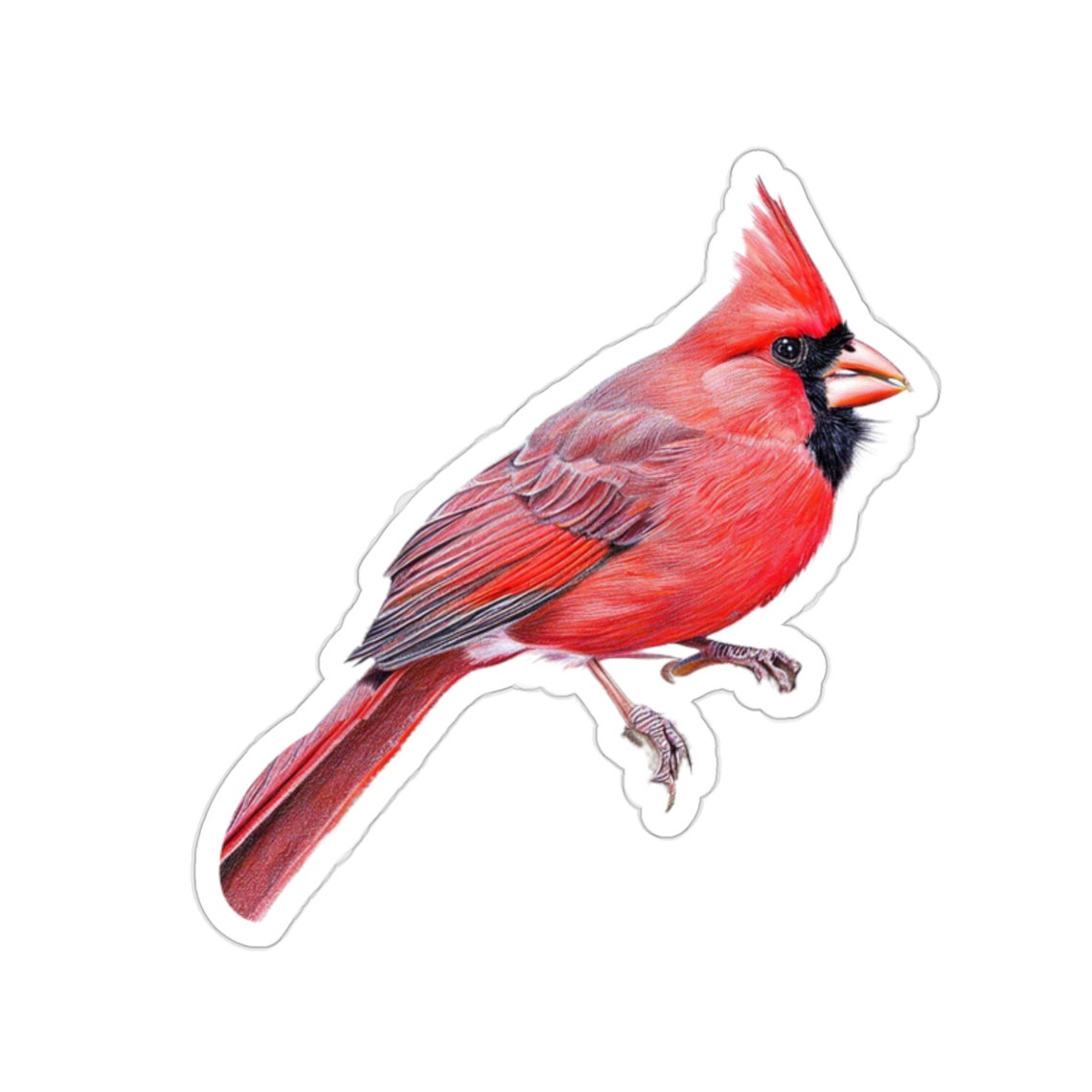 Male Northern Cardinal Sticker: Charming Colored Pencil Artwork - Etsy
