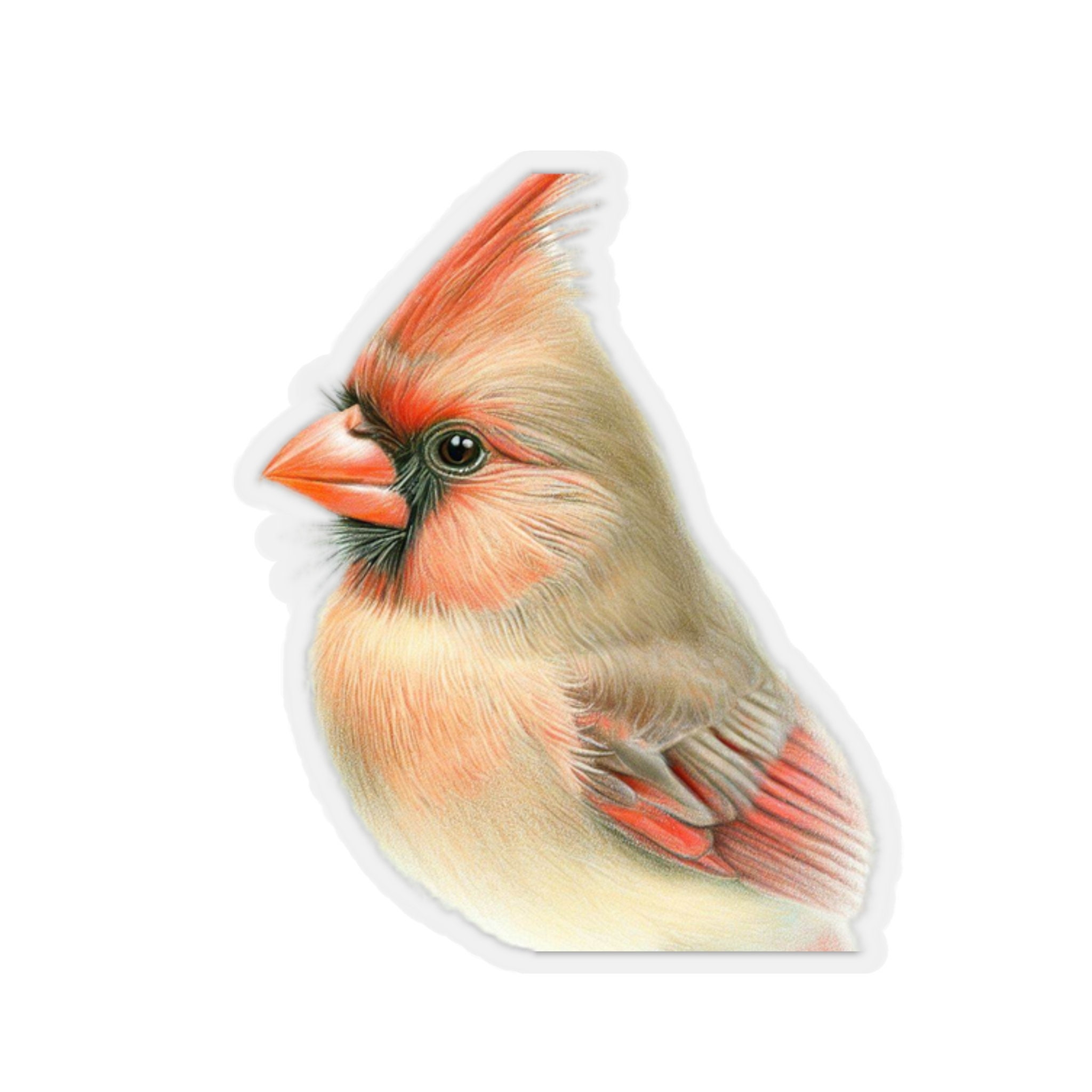 Female Northern Cardinal Sticker: Charming Colored Pencil Artwork - Etsy