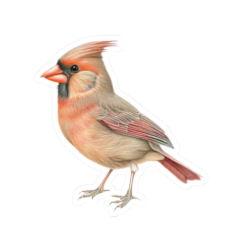 Female Northern Cardinal Sticker, Vinyl Bird Decal - Etsy