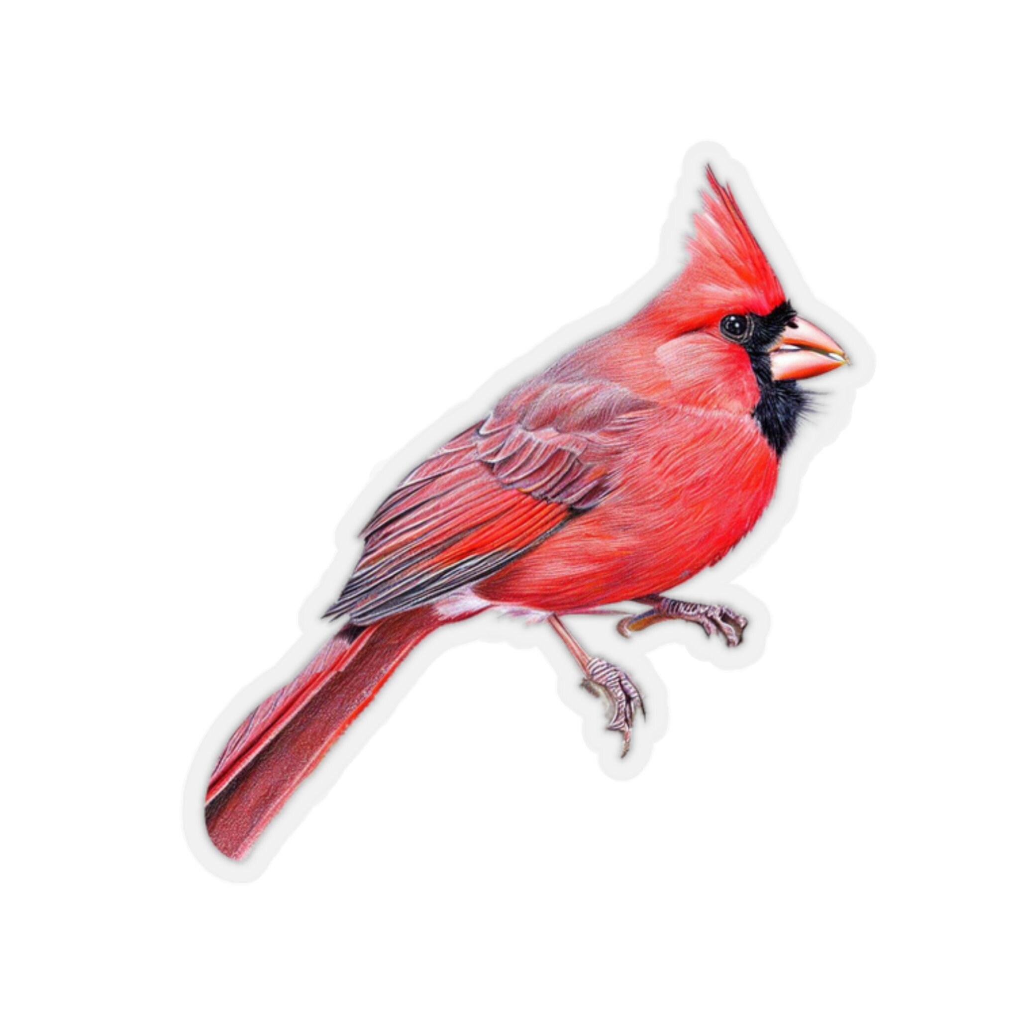 Male Northern Cardinal Sticker: Charming Colored Pencil Artwork - Etsy
