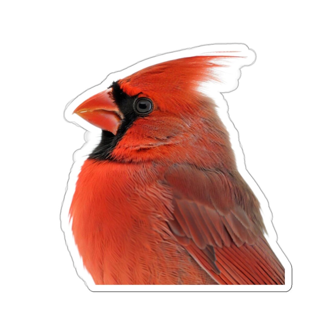 Male Northern Cardinal Sticker - Etsy