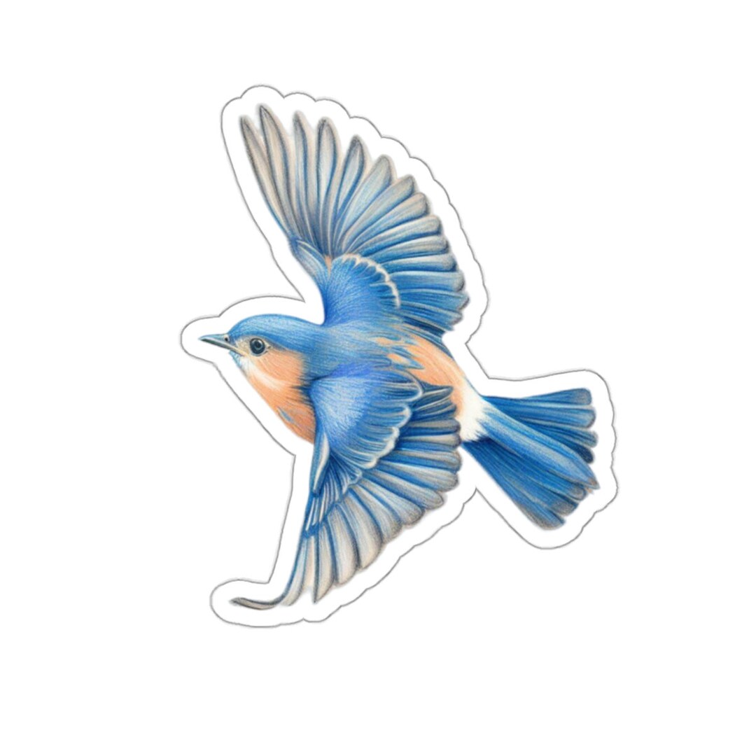 Eastern Bluebird in Flight Sticker: Charming Colored Pencil Artwork - Etsy