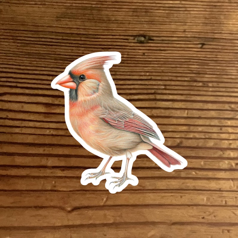Female Northern Cardinal Sticker, Vinyl Bird Decal - Etsy