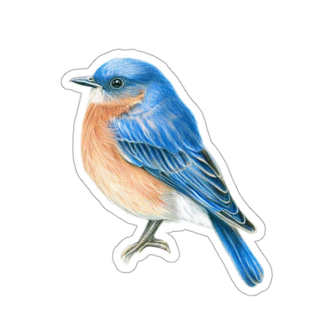 Eastern Bluebird Sticker: Charming Colored Pencil Artwork - Etsy