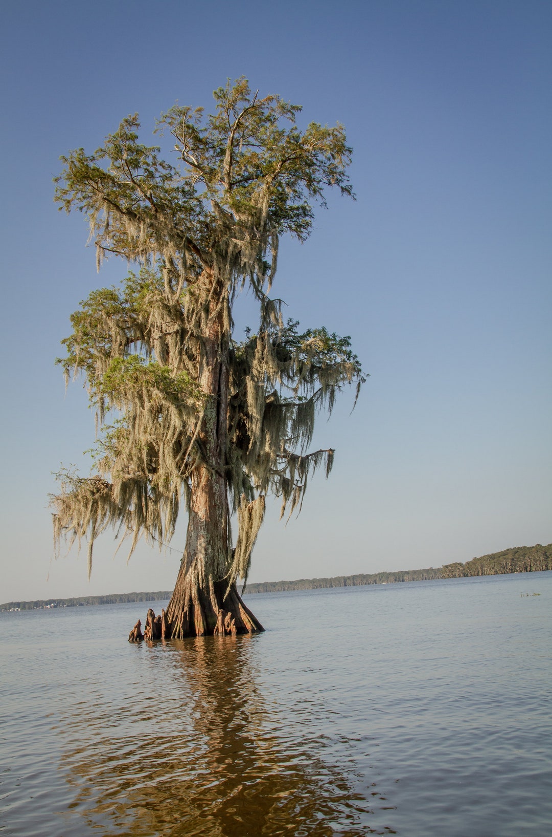 Lone Cypress, Lake, Cypress Tree, Pierre Part, Landscape, Louisiana ...