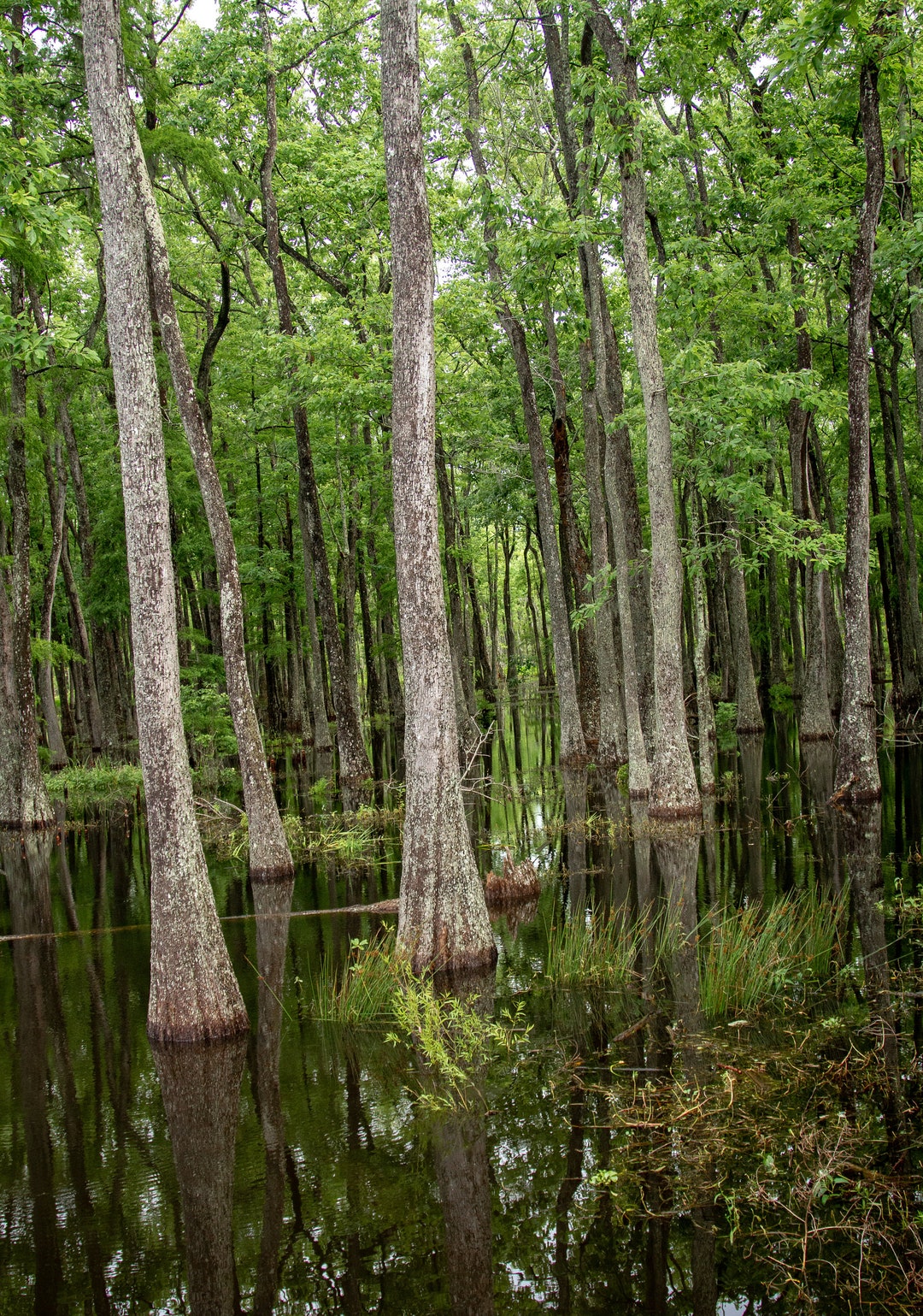 Cypress Trees, Lake, Cypress Swamp, Morgan City, Landscape, Louisiana ...