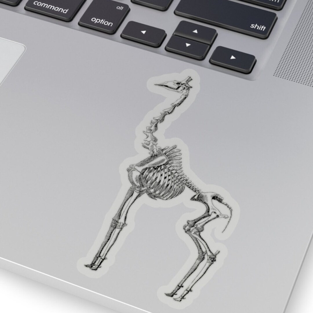 Giraffe Skeleton Sticker - Three Sizes, Transparent or White - Etsy