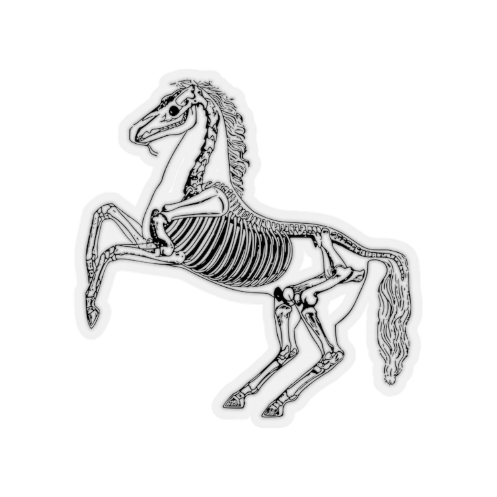 Horse Skeleton Sticker Three Sizes, Transparent - Etsy