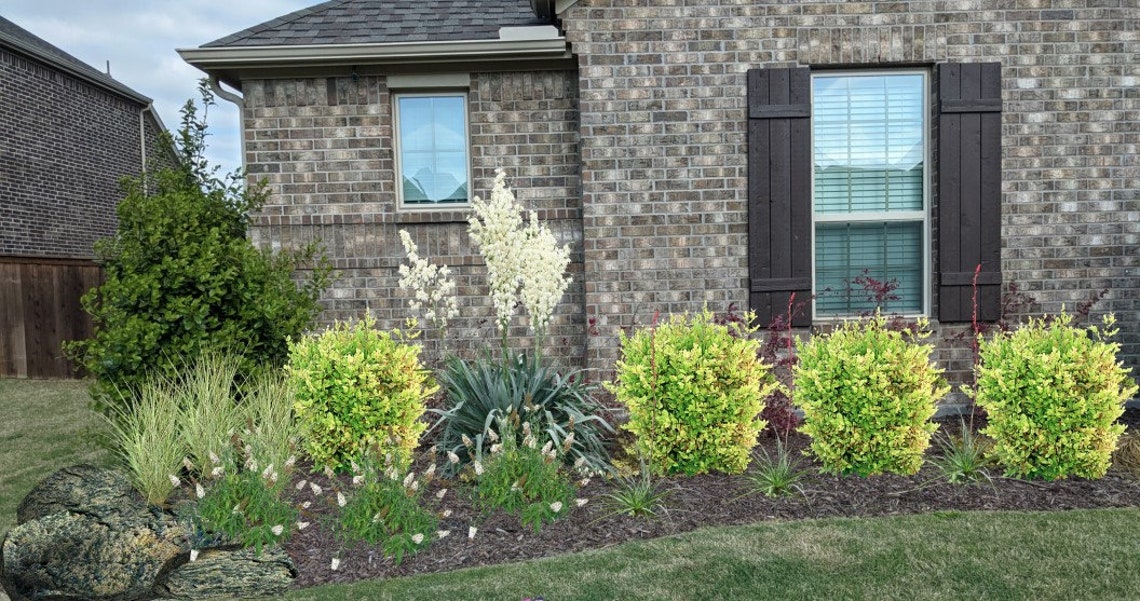 Landscape Design Zone 8 Front Yard Full Sun Evergreen Perennials ...
