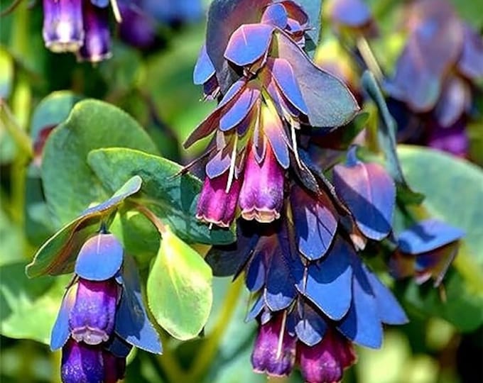 Cerinthe Major/honeywort 12 Seeds - Etsy