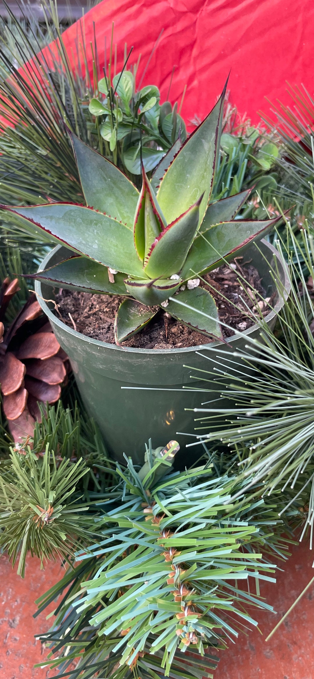 Unique Agaves Pick Any 3 - Etsy