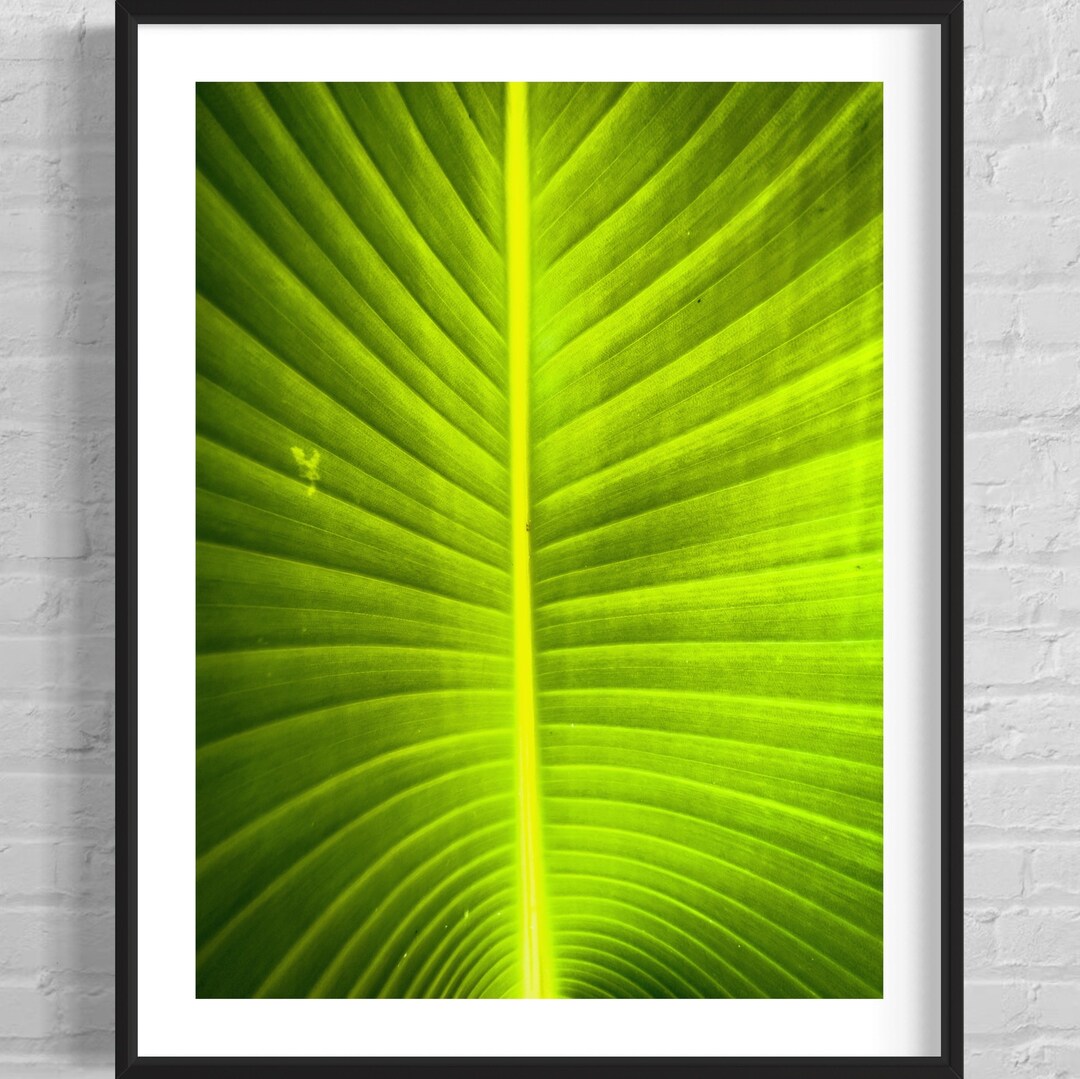 Key West / Palm / Tree / Frond / Nature / Landscape / Photo ...