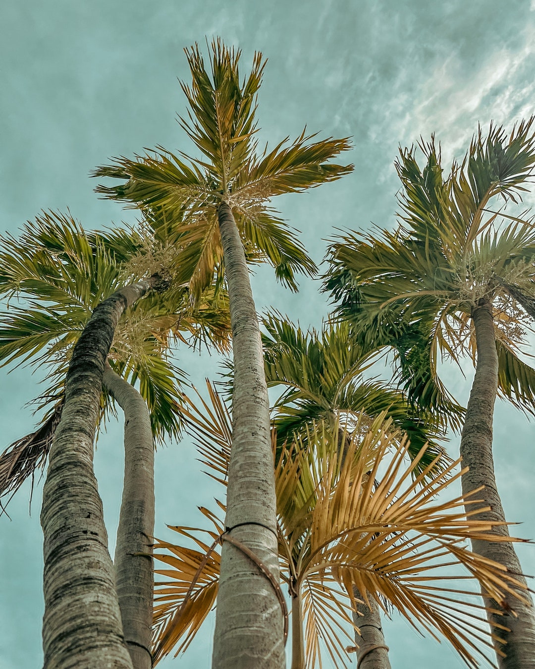 Key West / Palm Trees / Florida / Keys / Tropical / Coastal / - Etsy