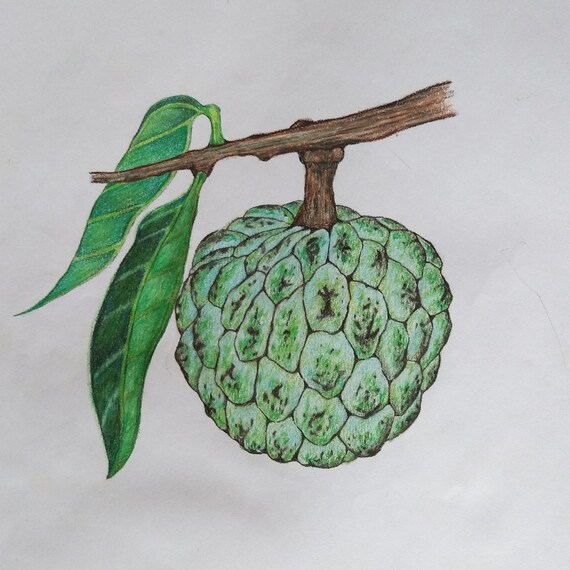 Custard Apple Drawing