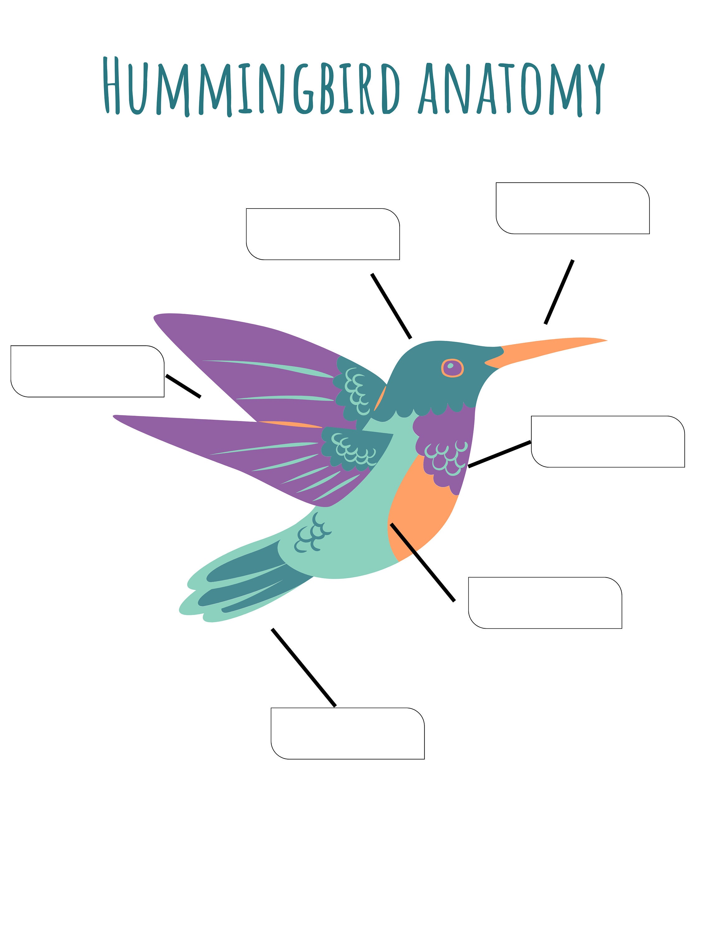 JW was It Designed Hummingbird Mini Unit Study - Etsy