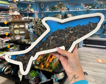 Shark Tooth Shadow Box Hammerhead Design different Colors - Etsy