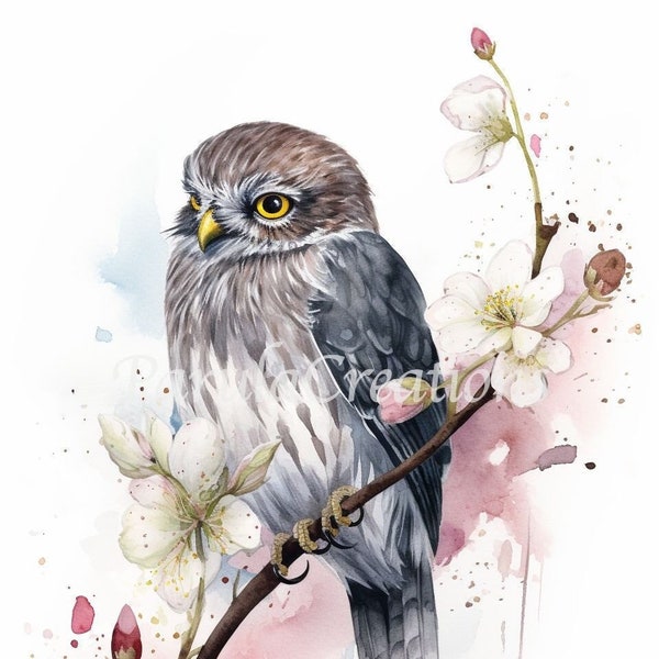 Pygmy Owl - Etsy