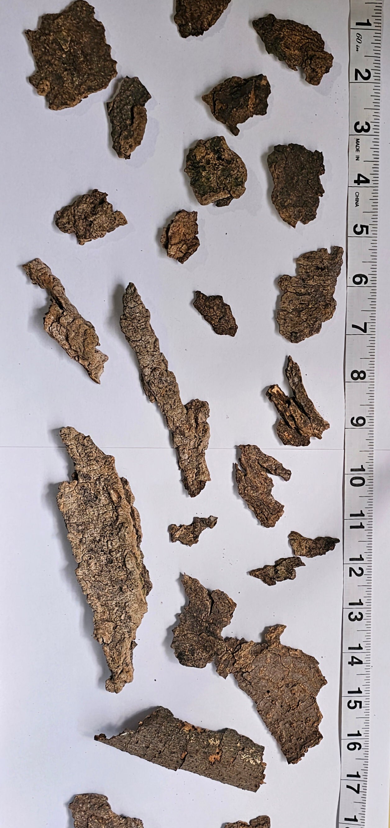 Magnolia South Texas Real Tree Bark for Hobby, Botanical, Natural Craft ...