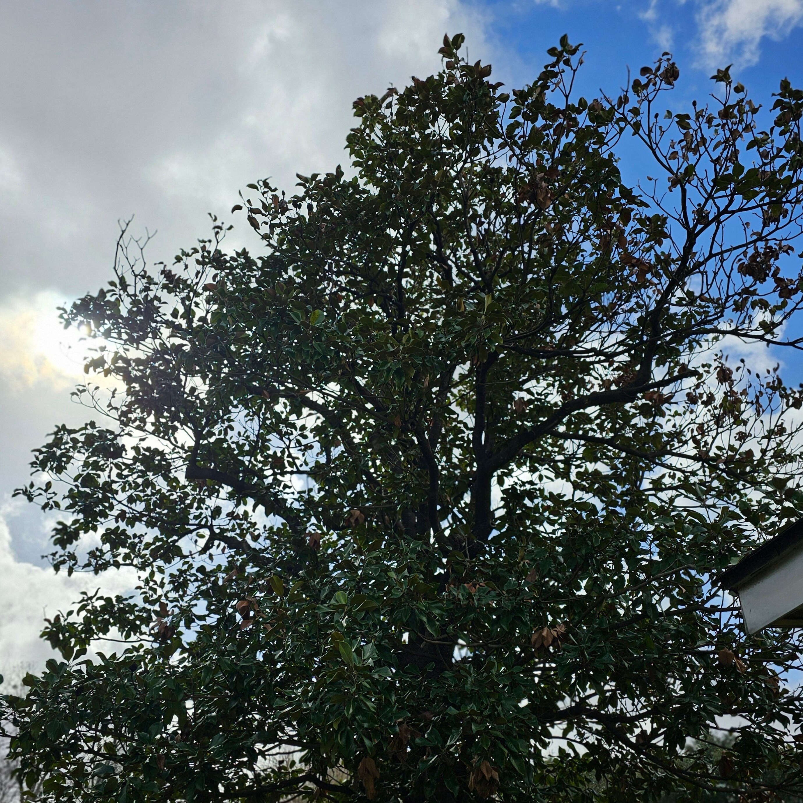 Magnolia South Texas Real Tree Bark for Hobby, Botanical, Natural Craft ...