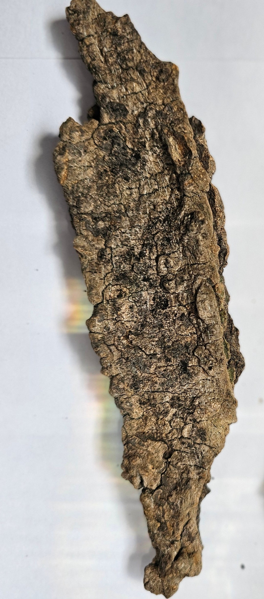 Magnolia South Texas Real Tree Bark for Hobby, Botanical, Natural Craft ...