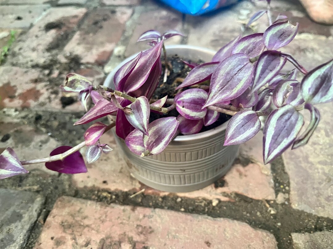 Tradescantia Zebrina wandering Dude Plant Cutting - Etsy