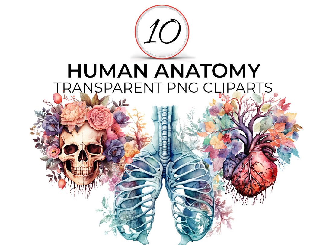 10 Human Anatomy, Anatomy Art, Clip Art, Floral Clipart, Anatomy ...