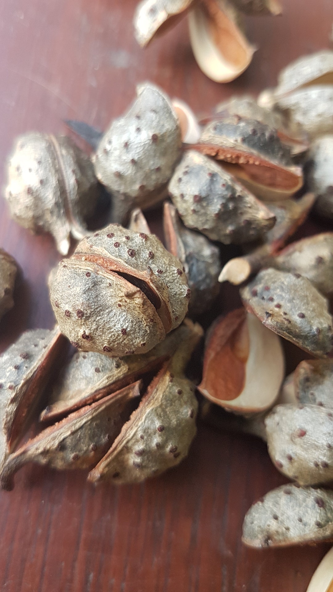 Hakea Nut Pods Kids Craft and Educational Aid Home Decoration - Etsy ...