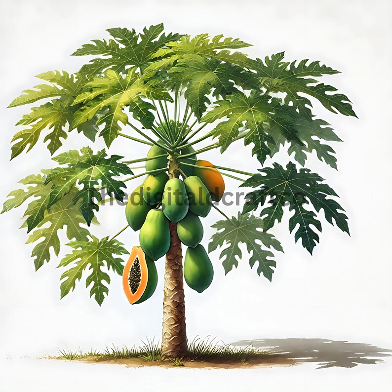 Papaya Tree Clipart - 10 HD Watercolor Jpgs for Commercial Use ...