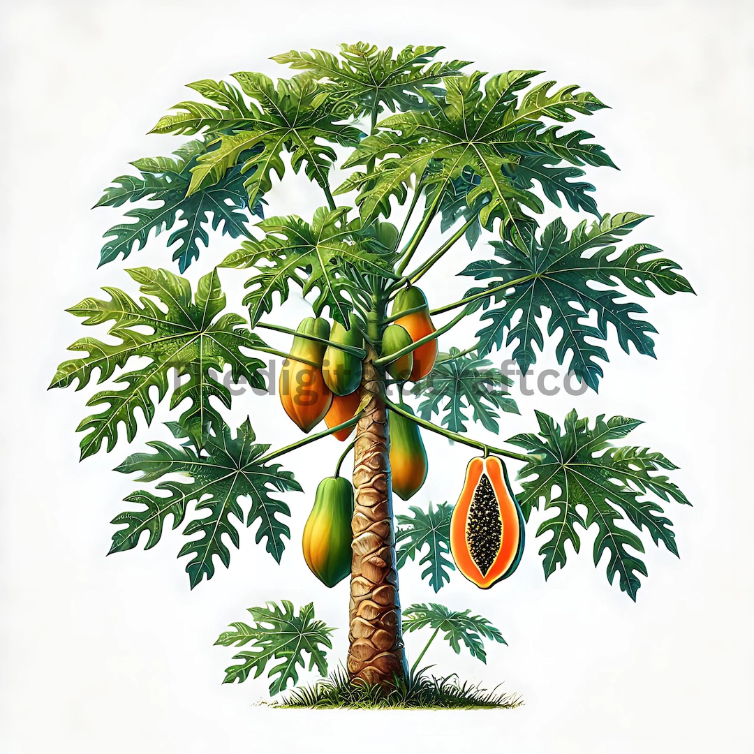 Papaya Tree Clipart - 10 HD Watercolor Jpgs for Commercial Use ...