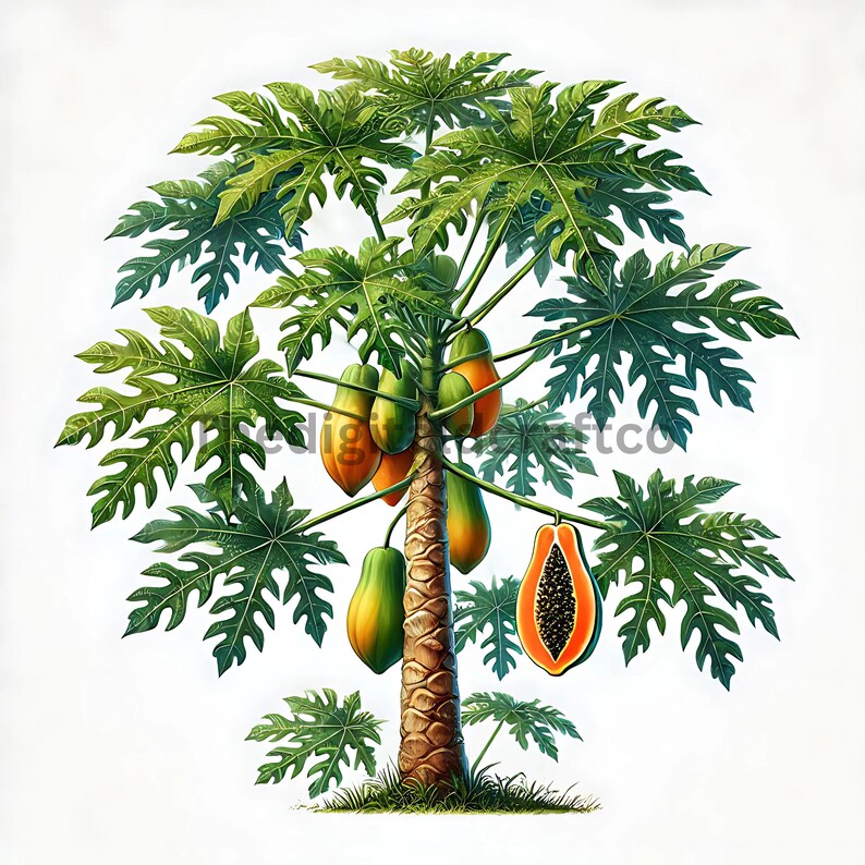 Papaya Tree Clipart 10 HD Watercolor Jpgs for Commercial Use Digital ...