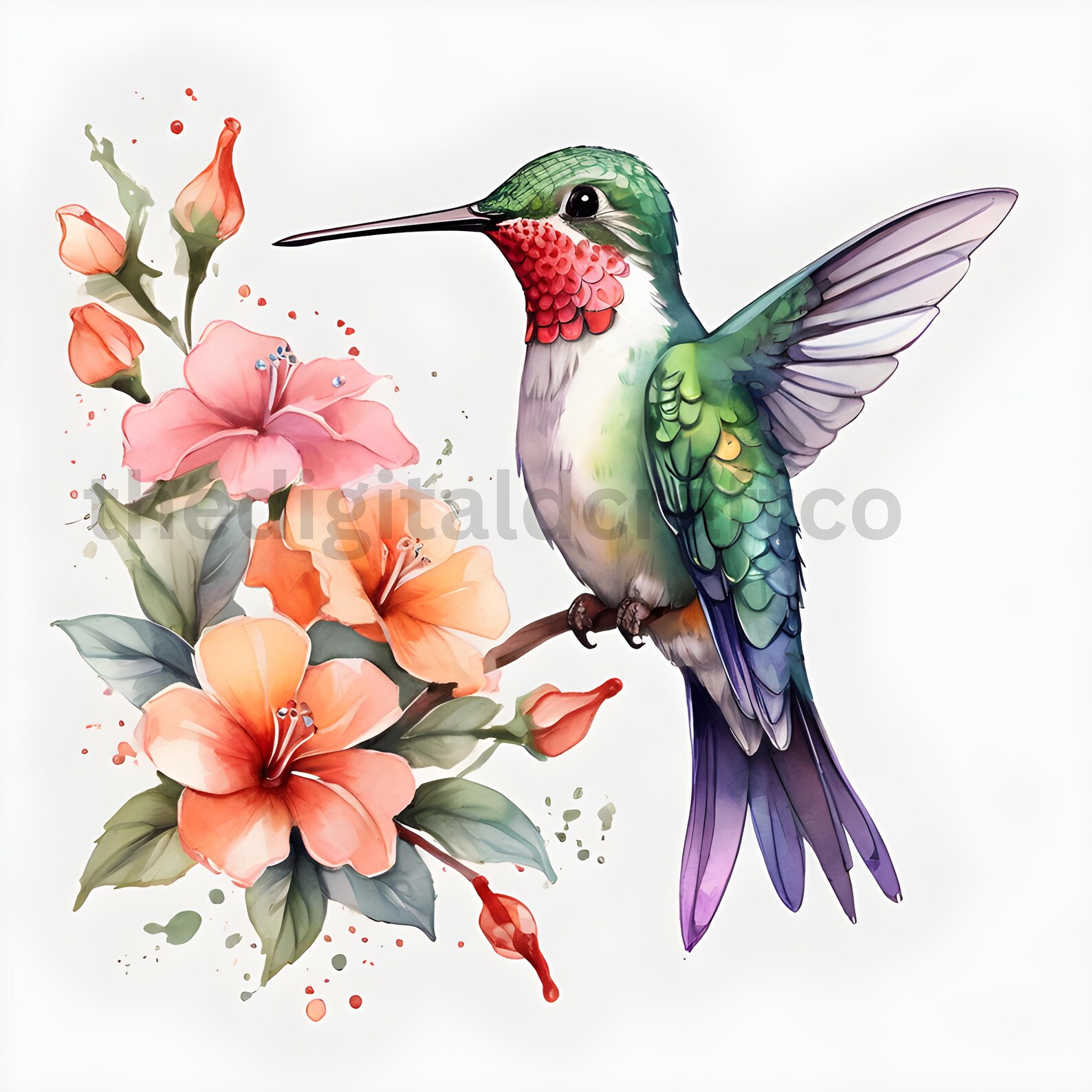 Hummingbird Clipart | Set-2 | 12 High Quality Jpgs - Digital Download ...