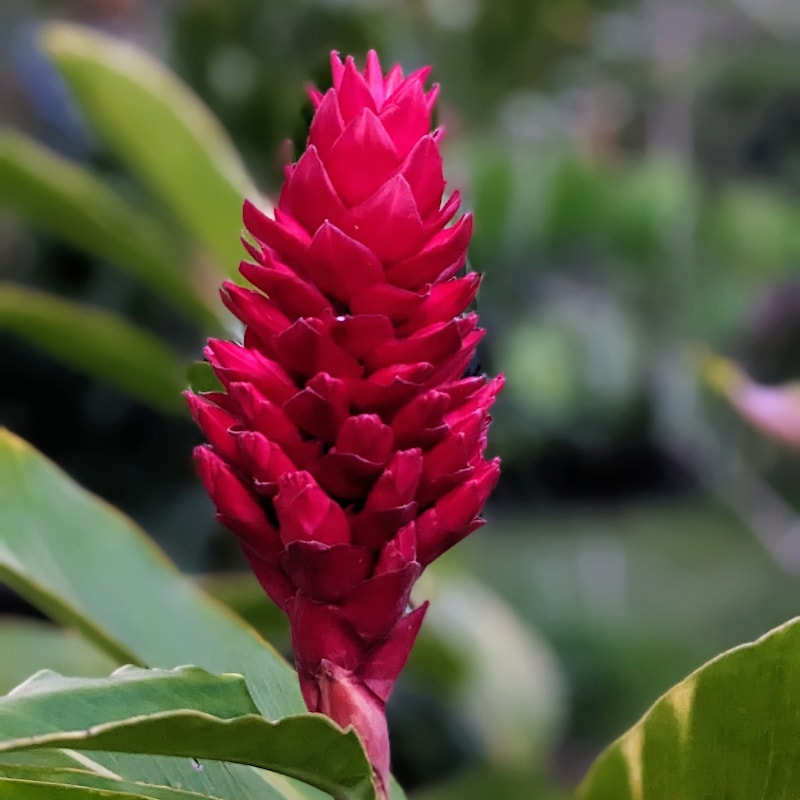 Red Ginger - Etsy