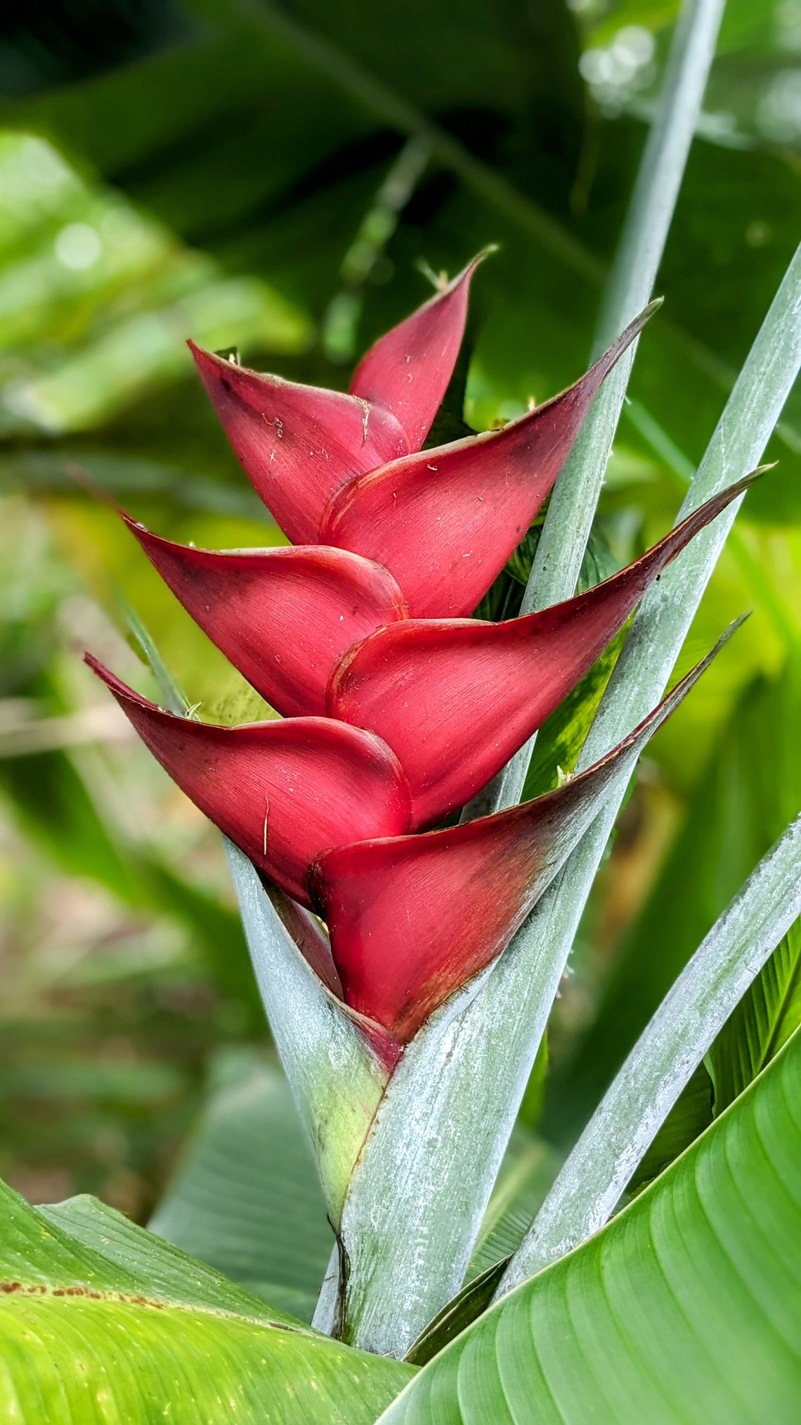 Red Heliconia Caribaea Rhizome Vibrant Tropical Plant for Your Garden 1 ...