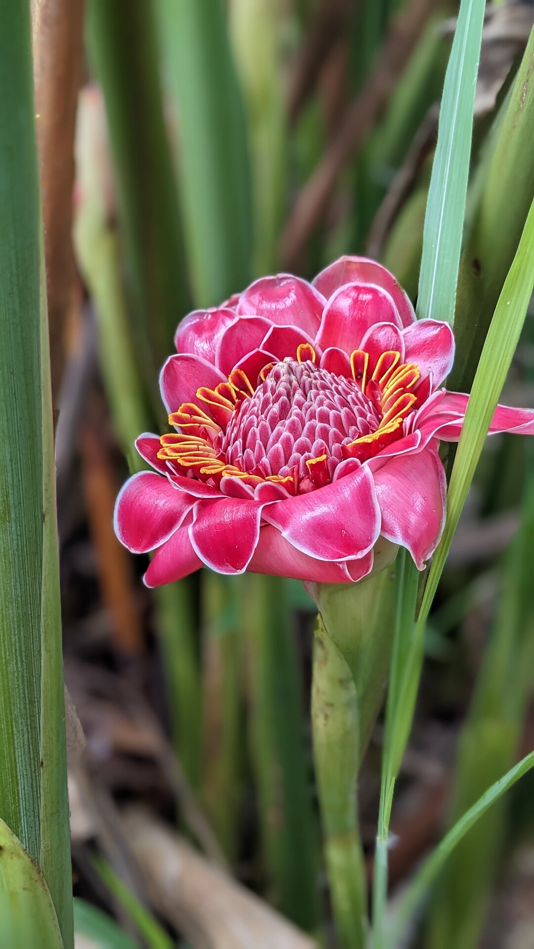 Pink Torch Ginger Rhizome - Live Tropical Plant (1 Live Rhizome) - Etsy