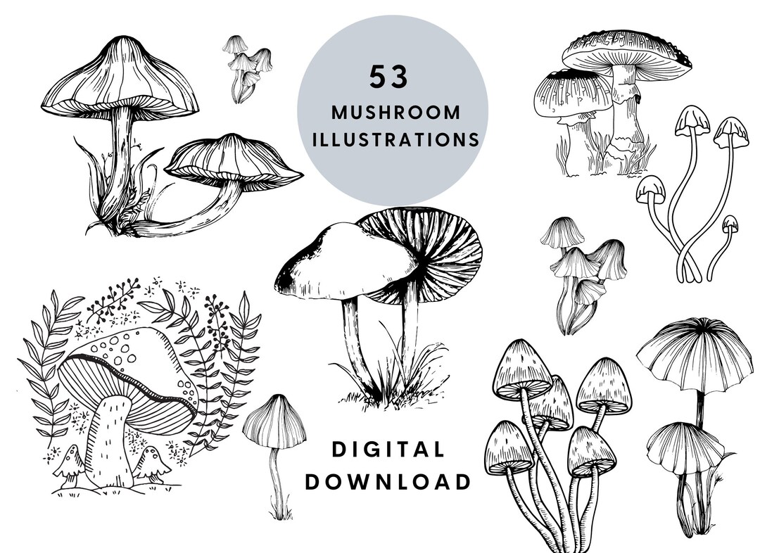 Mushroom SVG Bundle, Fungi Illustrations (digital Download) - Etsy